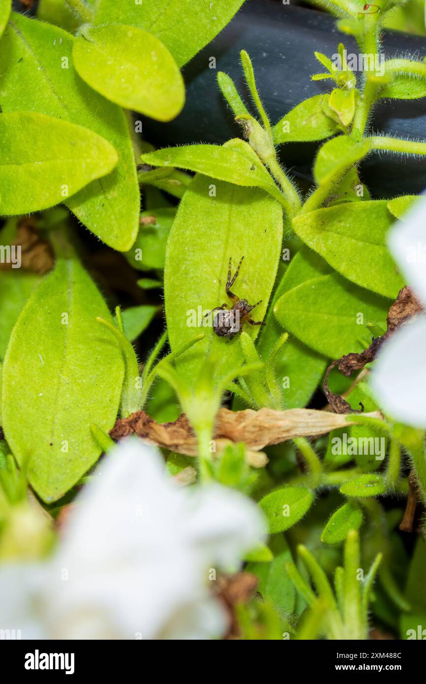 Small spider in a bush leaf Stock Photo - Alamy