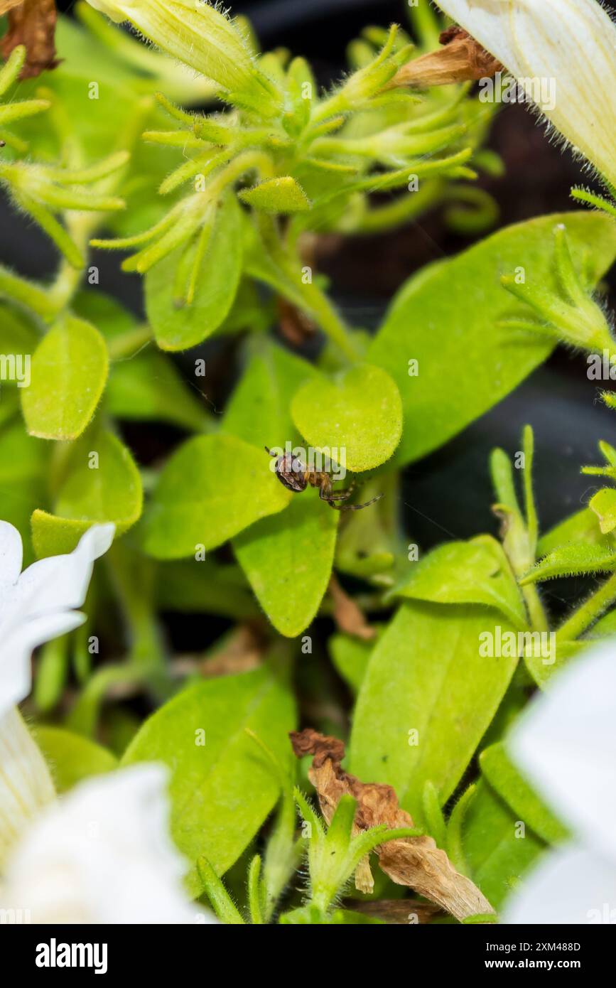 Small spider in a bush leaf Stock Photo - Alamy