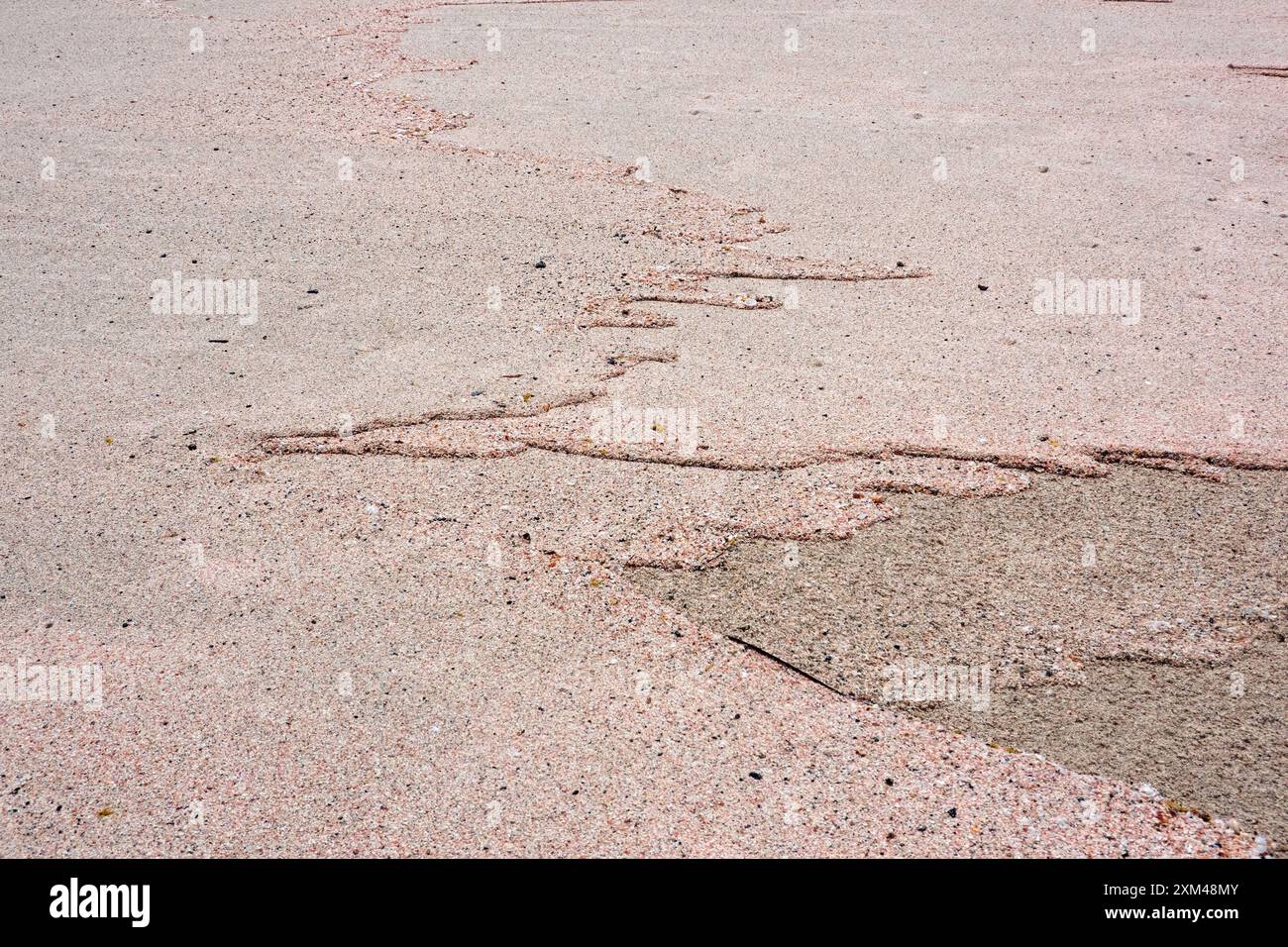 Pink beach of Elafonisi, Crete, detail of sand mixed with calcified ...