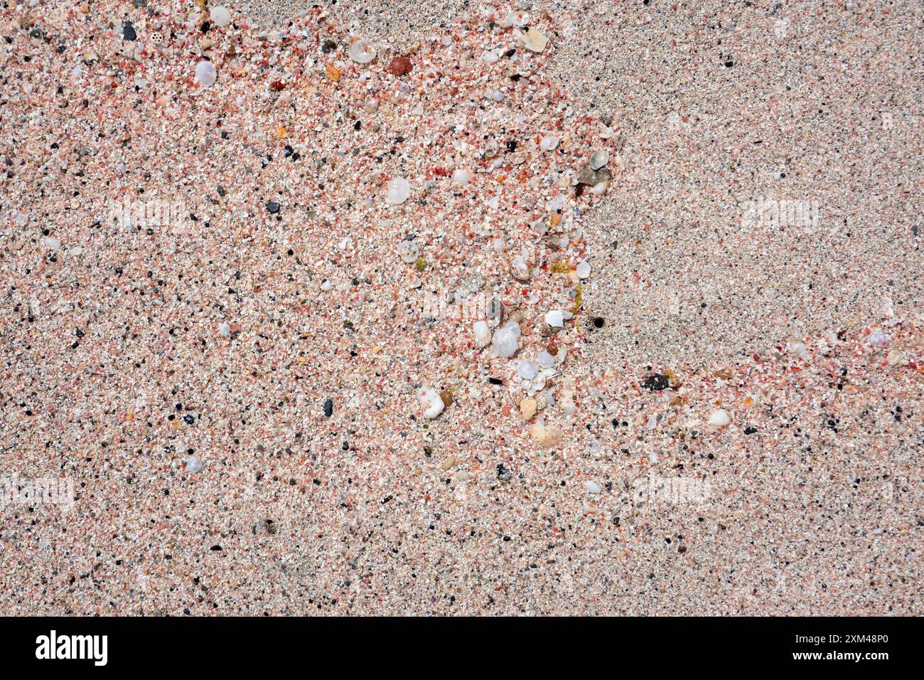 Pink beach of Elafonisi, Crete, detail of sand mixed with calcified ...
