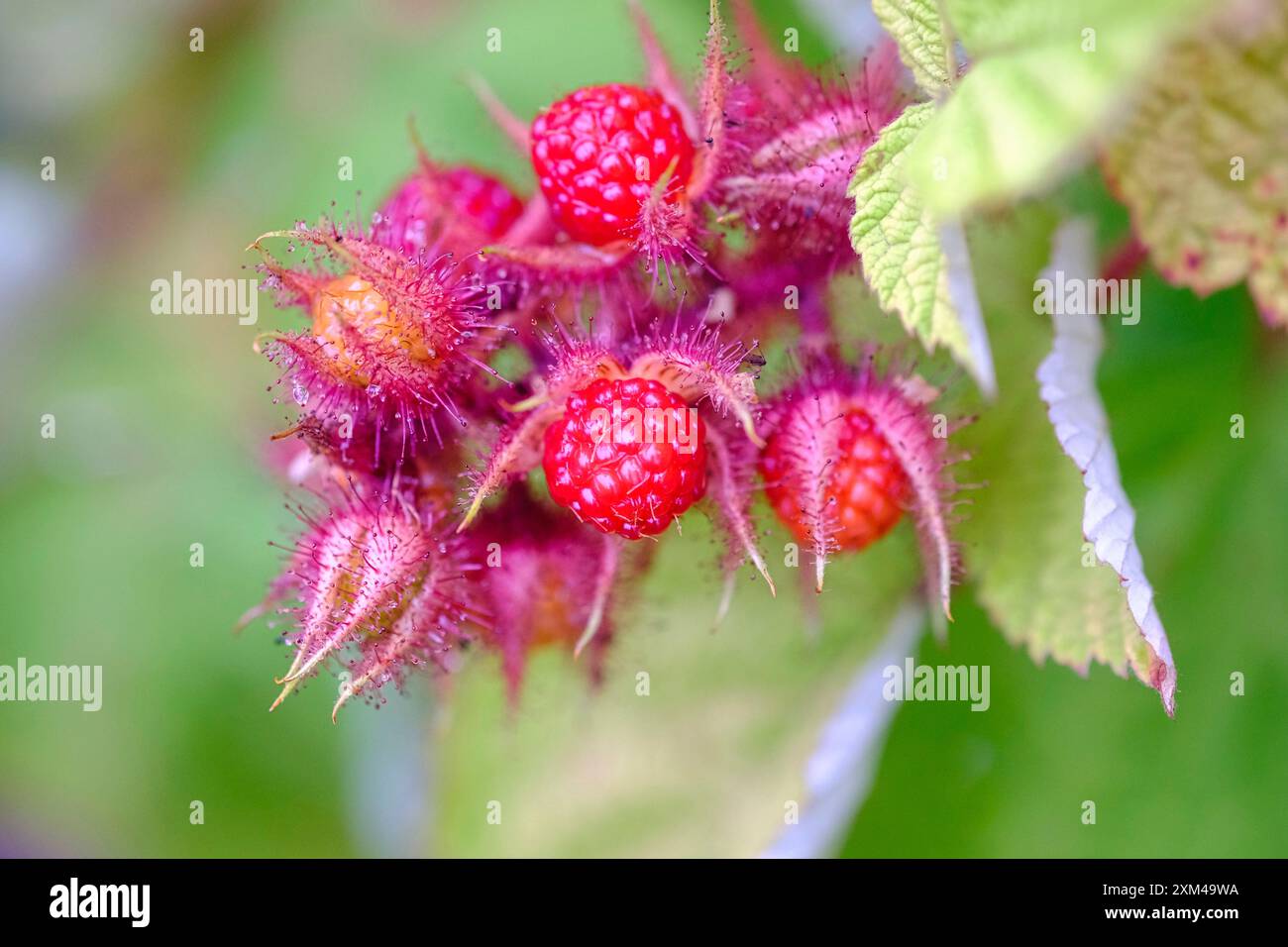 Rubus phoenicolasius japanese wineberry close hi-res stock photography ...