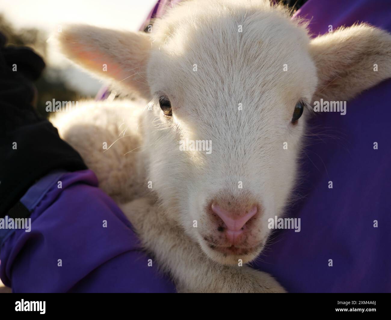 Closeup horizontal shot cute hi-res stock photography and images - Alamy