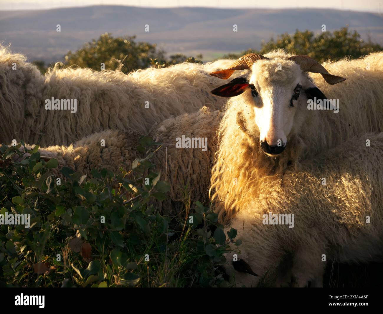 Furry sheep hi-res stock photography and images - Alamy