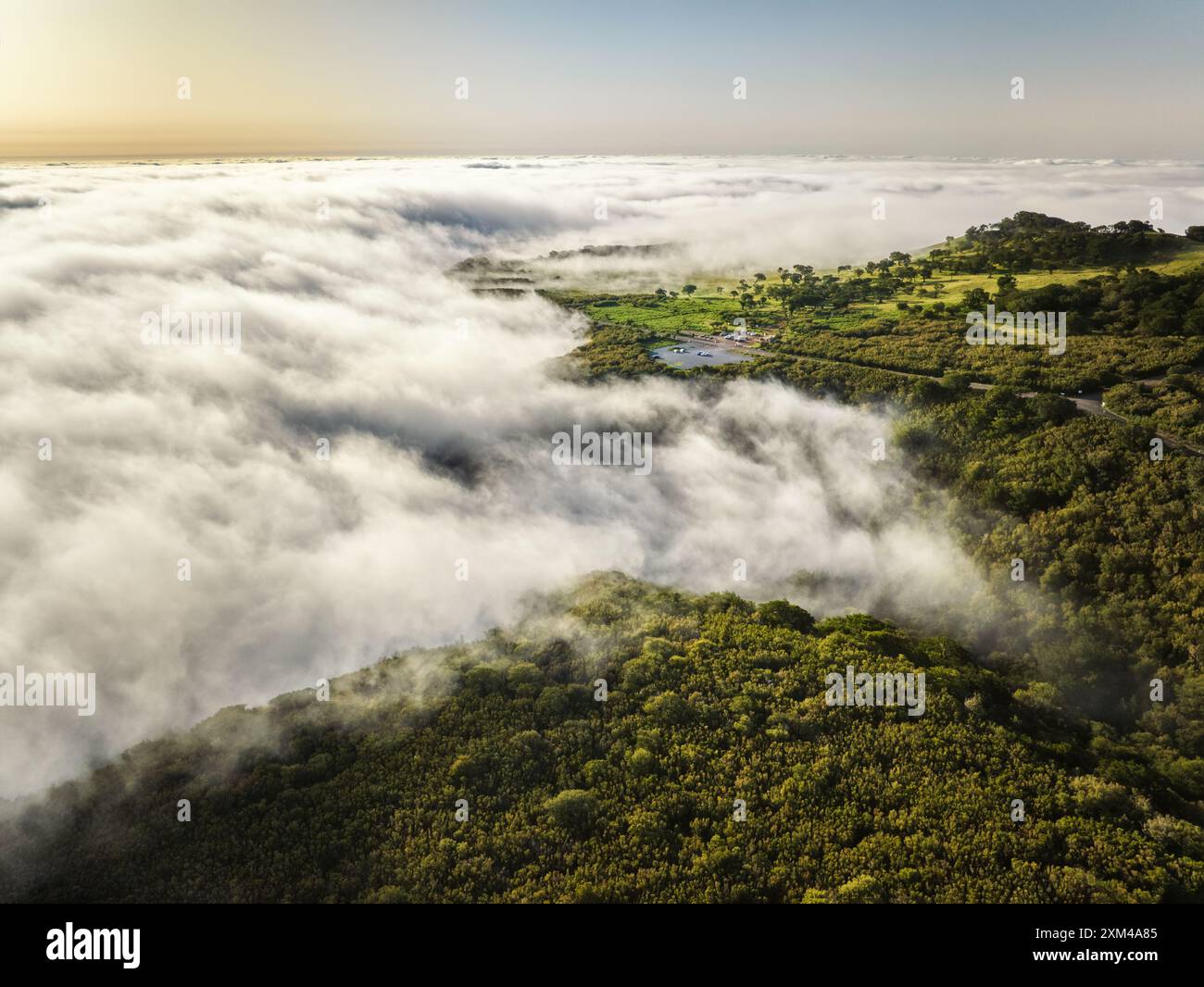 Aerial view of Fanal forest trees on Madeira island, Portugal Stock ...