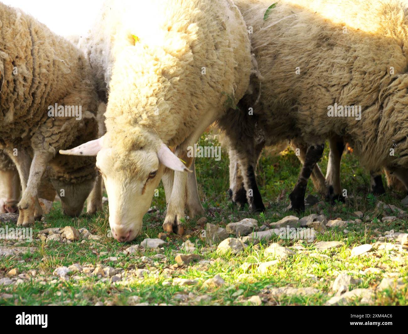 Beautiful shot herd sheep hi-res stock photography and images - Alamy