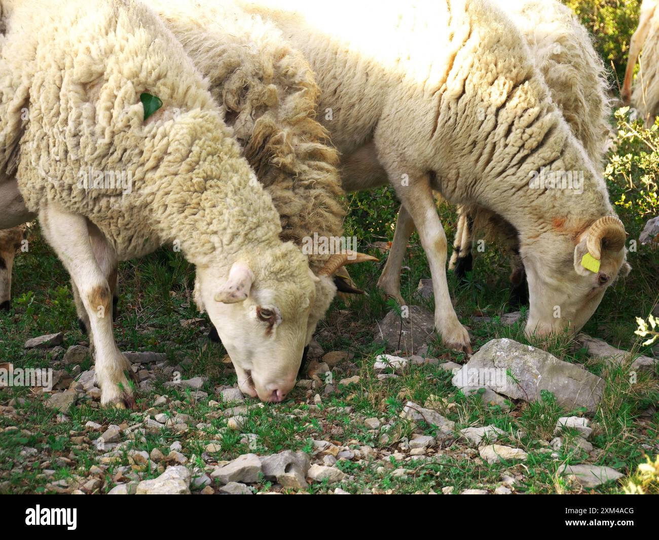 Closeup shot white sheep hi-res stock photography and images - Alamy