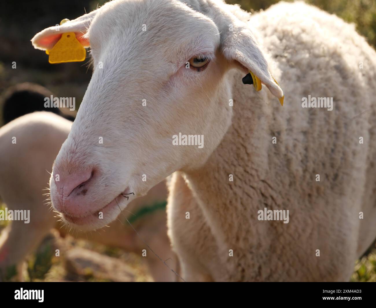 Lamb closeup animal hi-res stock photography and images - Alamy