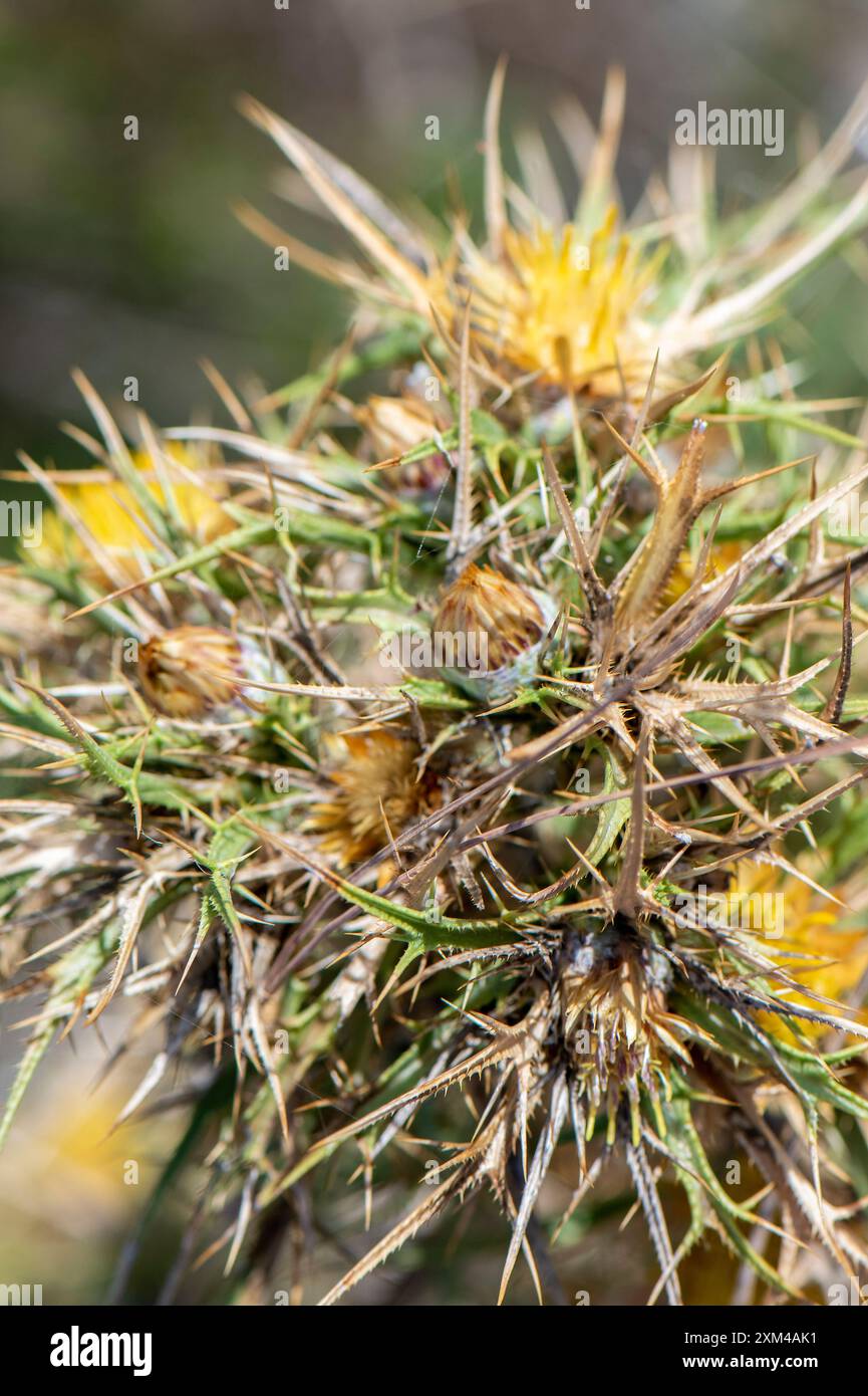 Greek thistle hi-res stock photography and images - Alamy