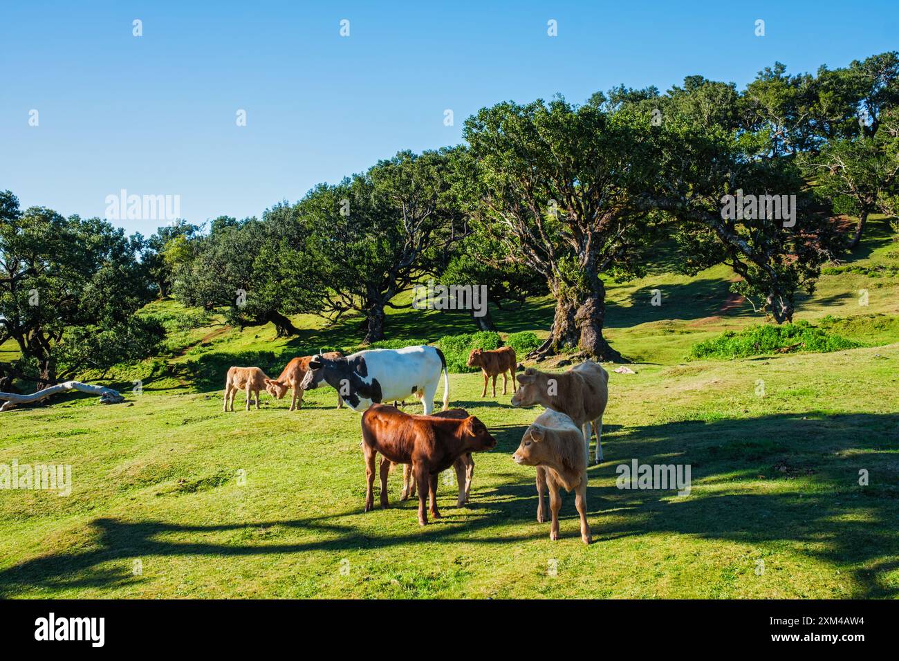 Fanal forest trees on Madeira island, Portugal Stock Photo - Alamy