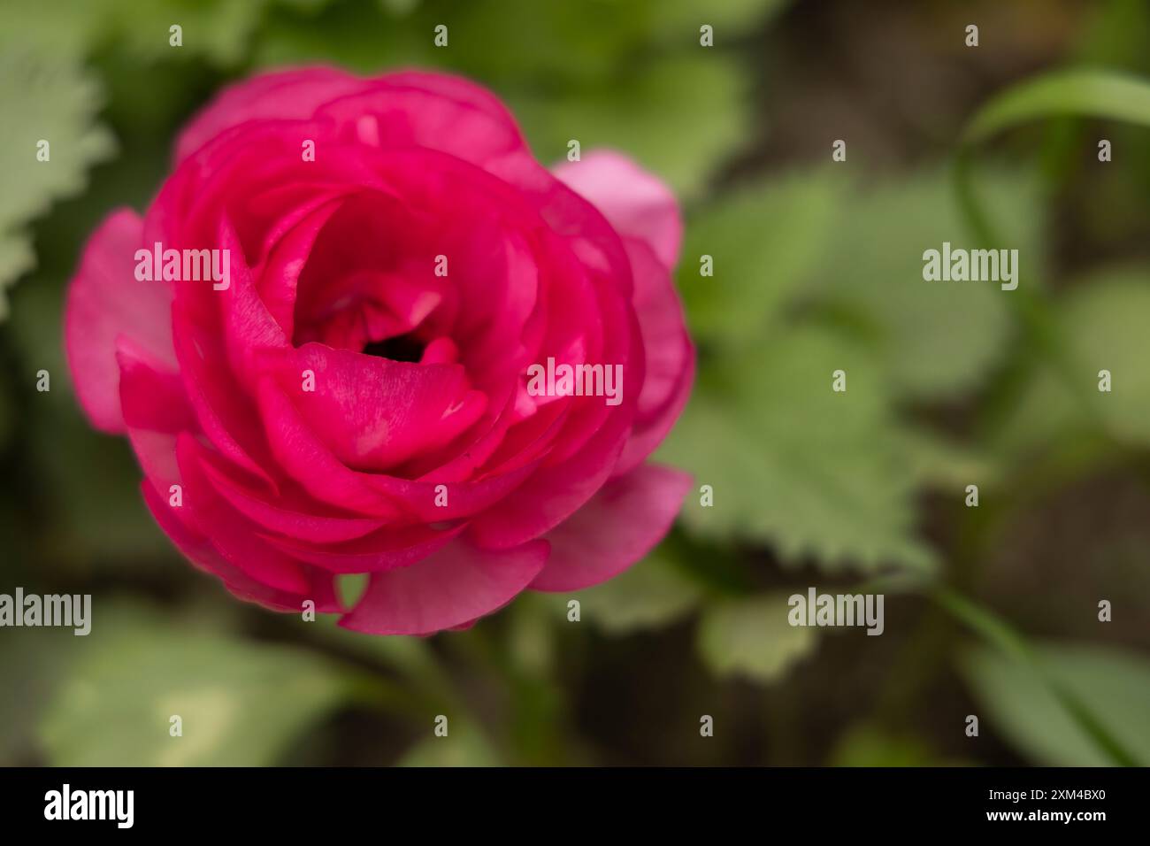 Persian buttercup flower field ranunculus hi-res stock photography and ...
