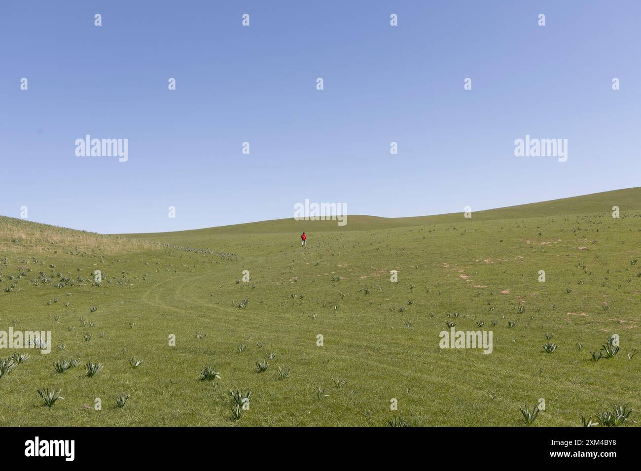 Growing in kazakhstan hi-res stock photography and images - Alamy