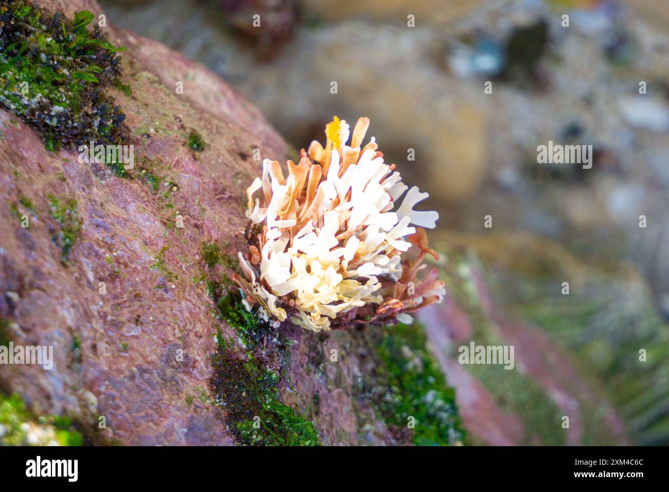 Beautiful colorful coral reefs on the beach Stock Photo - Alamy