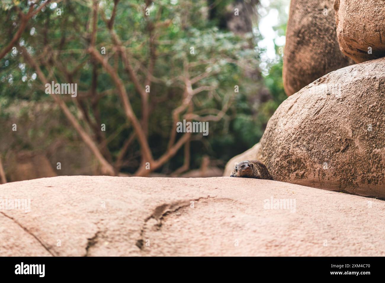 Mongoose peeking out from behind a rock, highlighting its curious ...
