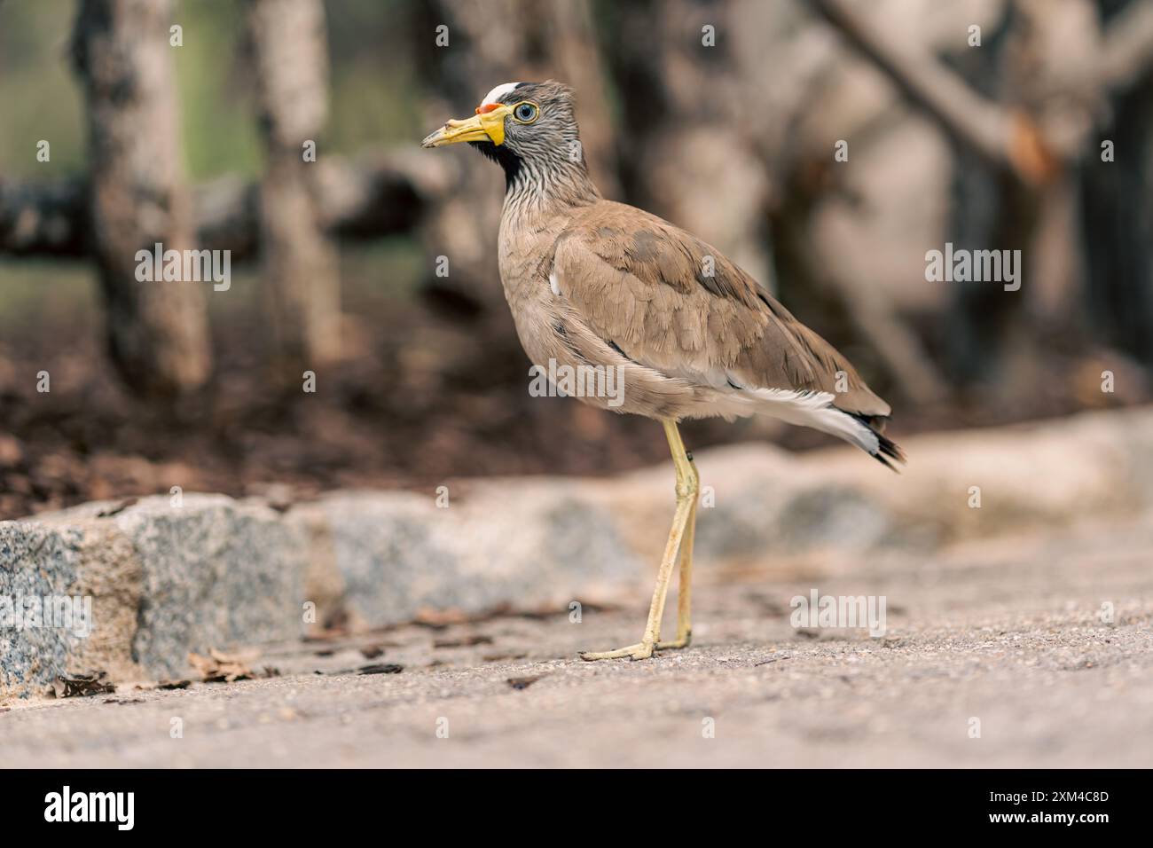 Showcasing distinctive features hi-res stock photography and images - Alamy