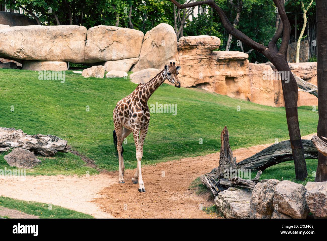 Giraffe walking on a path in its natural habitat, surrounded by ...