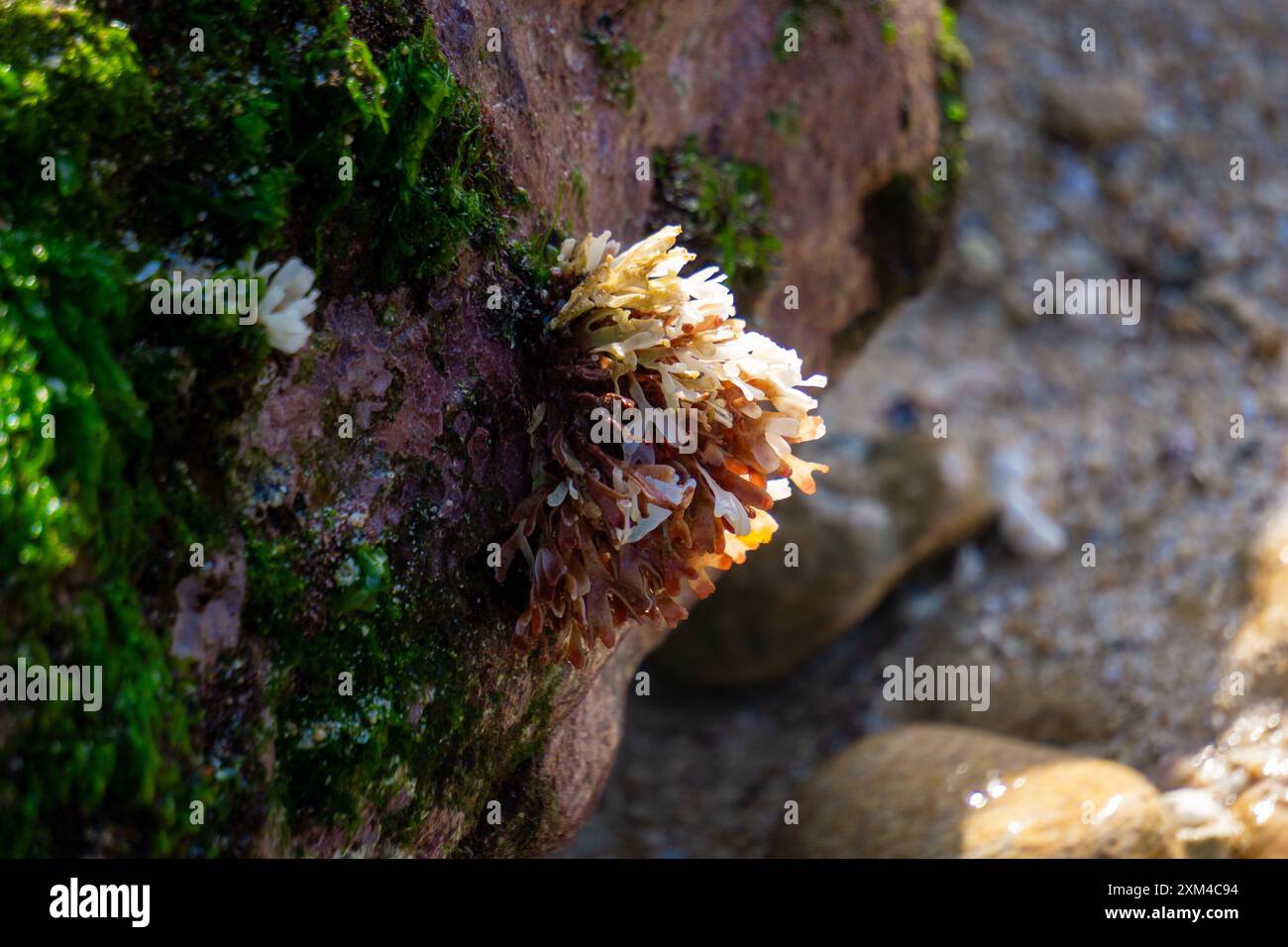 Beautiful colorful coral reefs on hi-res stock photography and images ...