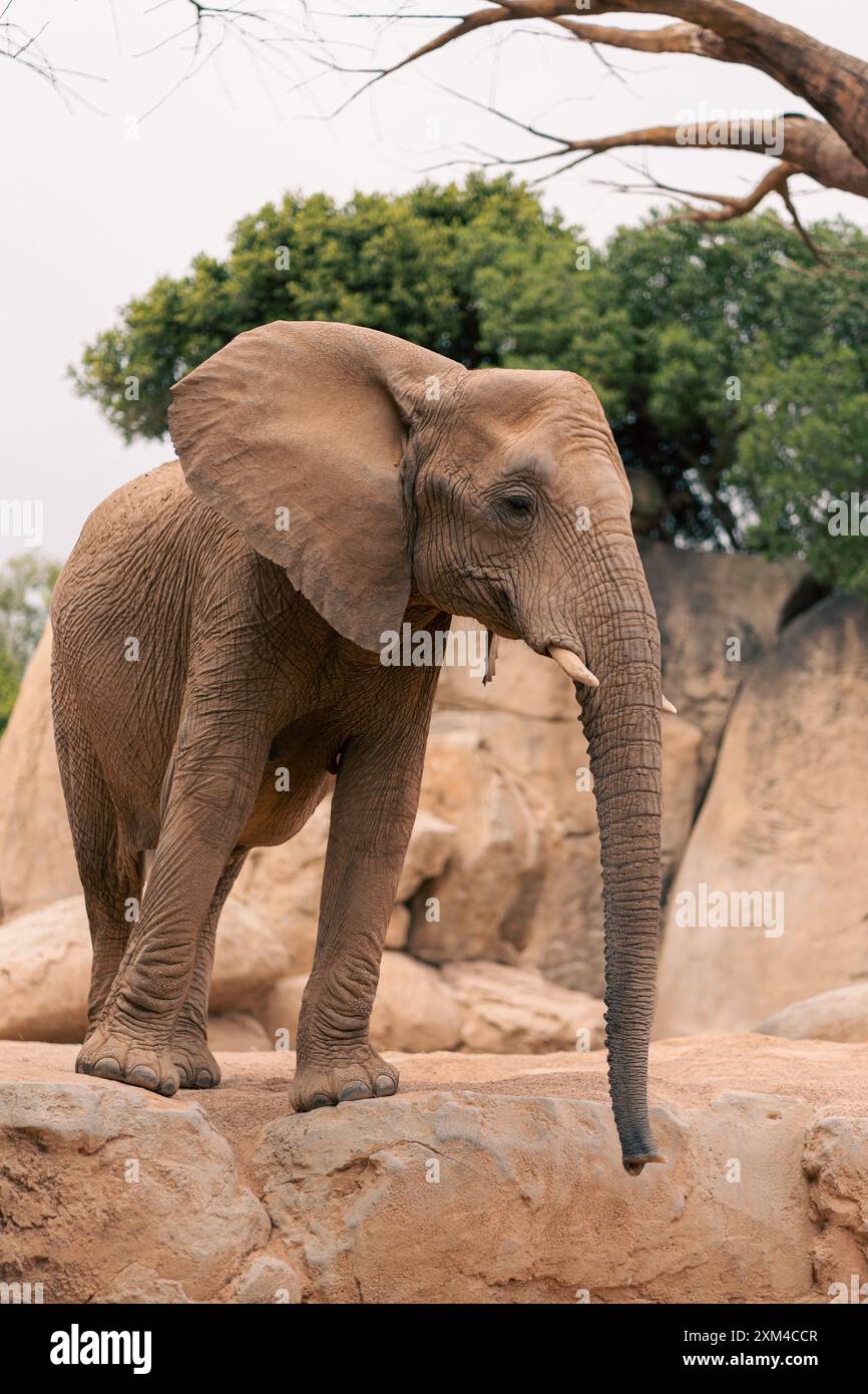 Group of African elephants, including a baby, walking among rocks and ...