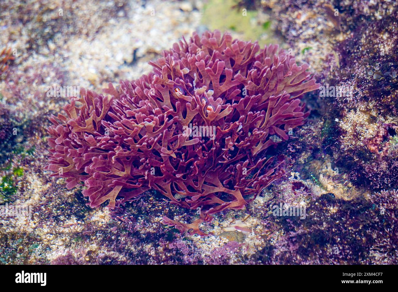 Beautiful colorful coral reefs on the beach Stock Photo - Alamy