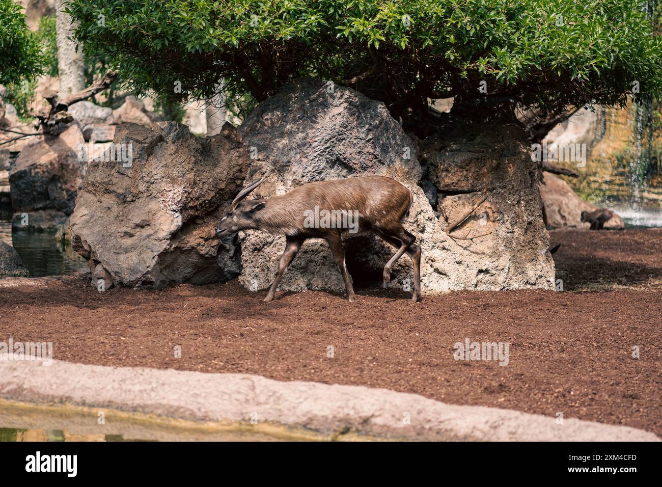 Naturalistic rock setting hi-res stock photography and images - Alamy