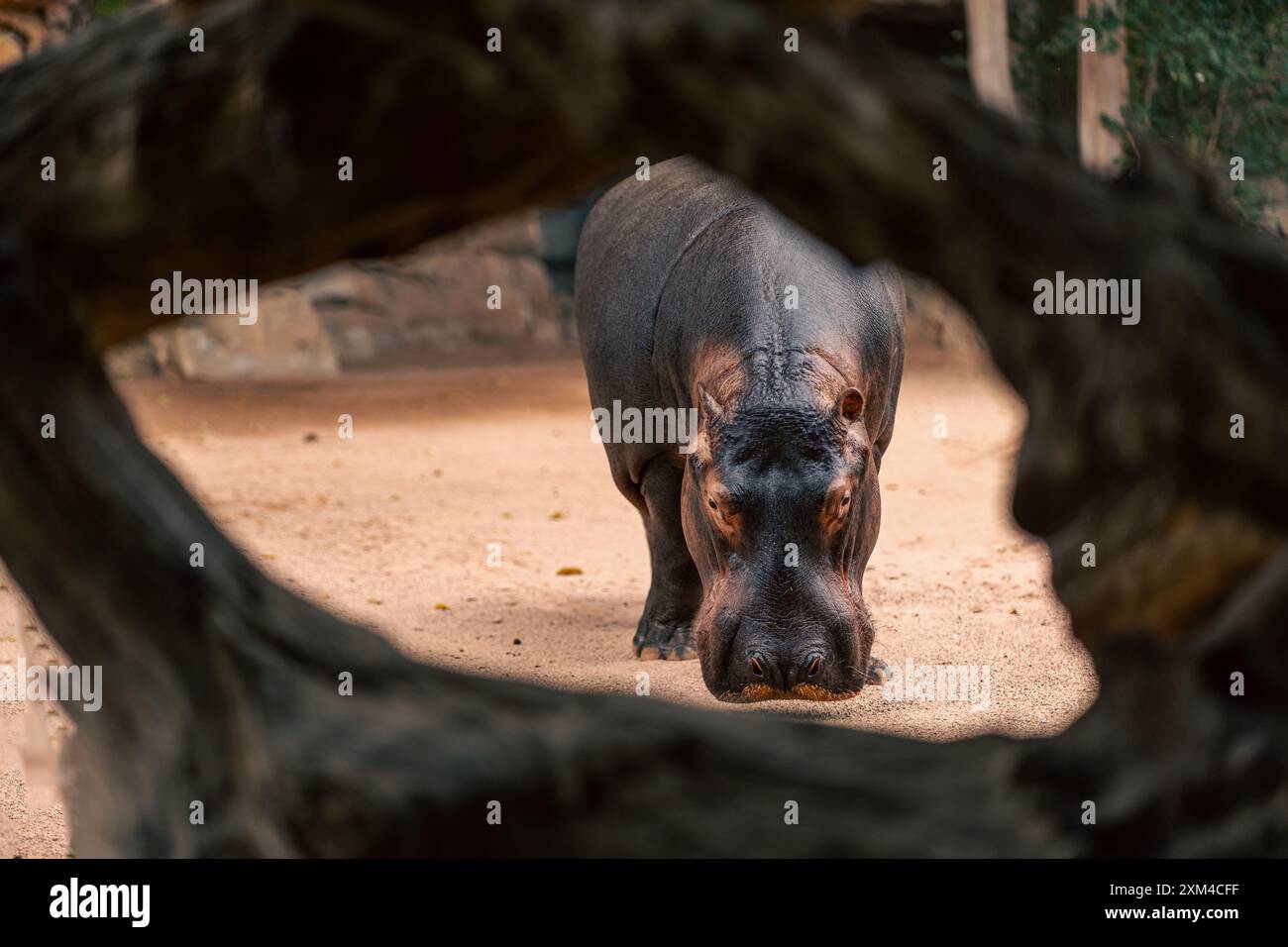A hippo is framed by a tree trunk in its natural enclosure ...
