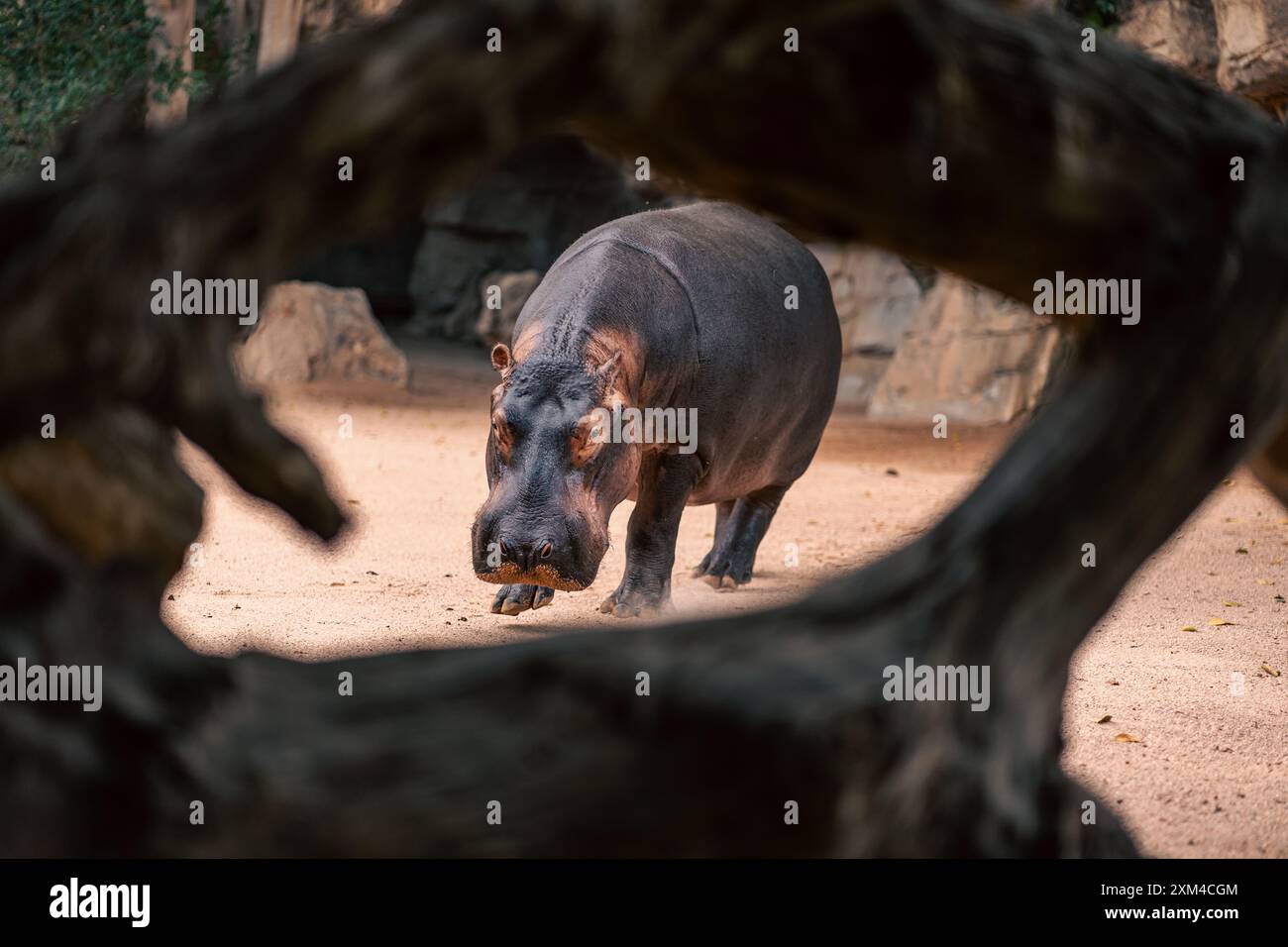 A hippo walks in a sandy enclosure, framed by tree trunks. The image ...