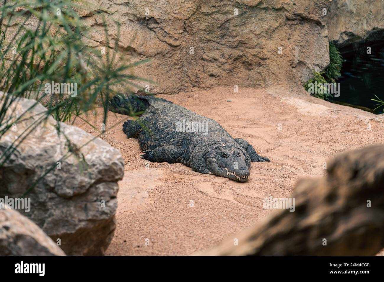 A crocodile lies in a rocky enclosure, surrounded by sand and sparse ...