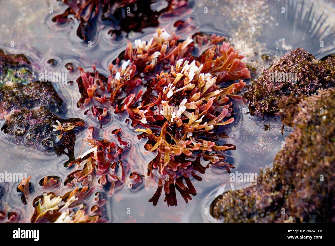 Beautiful colorful coral reefs on the beach Stock Photo - Alamy