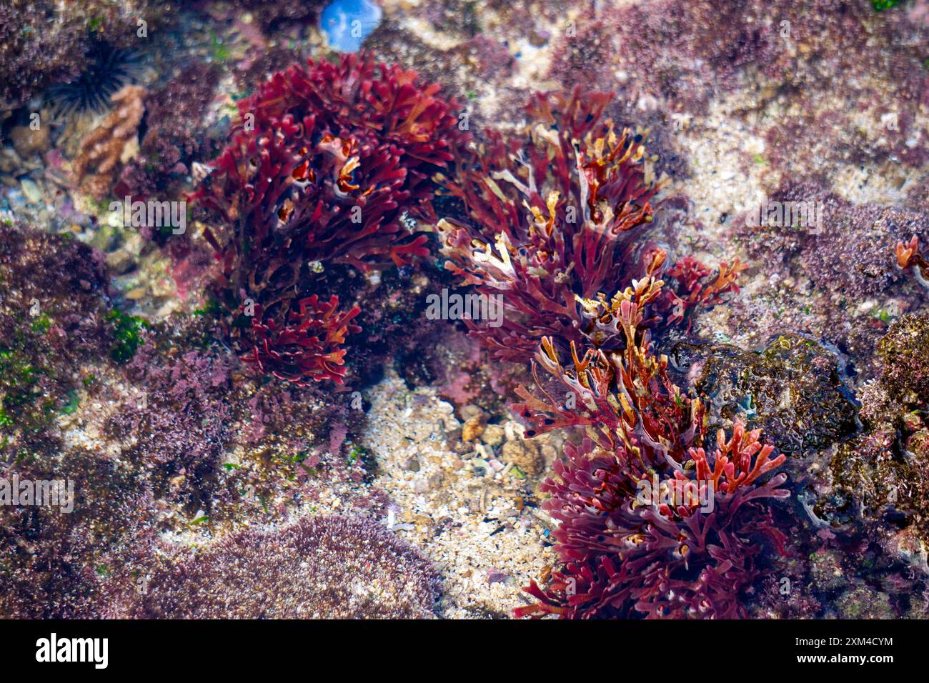 Beautiful colorful coral reefs on the beach Stock Photo - Alamy