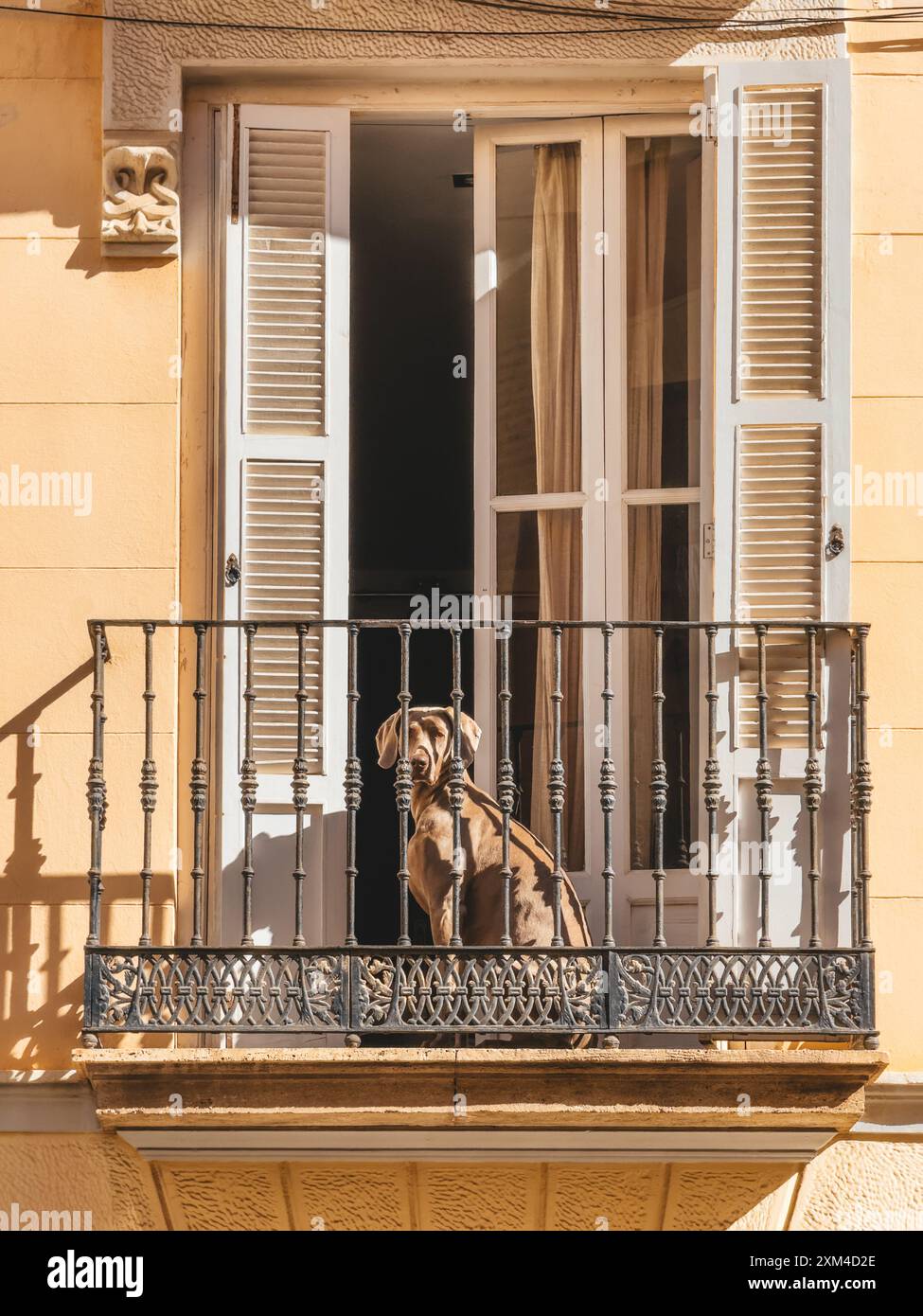 Dog standing on a small balcony with open French doors behind it, set ...