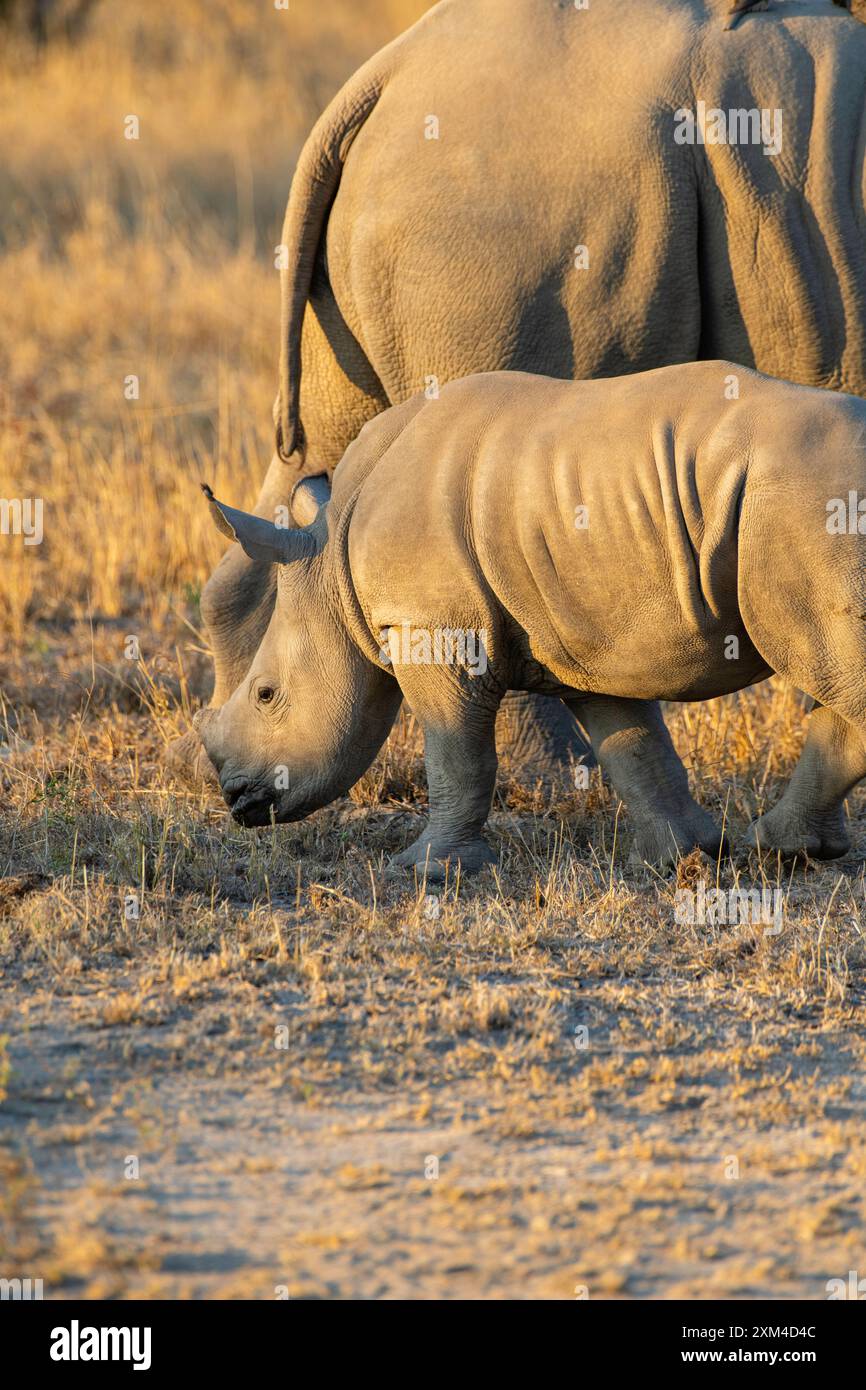 Photograph of a White Rhinoceros/Square-Lipped Rhinocerous ...