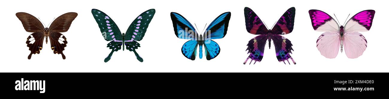 Exploring a Diverse Collection of Colorful and Unique Butterfly Species ...