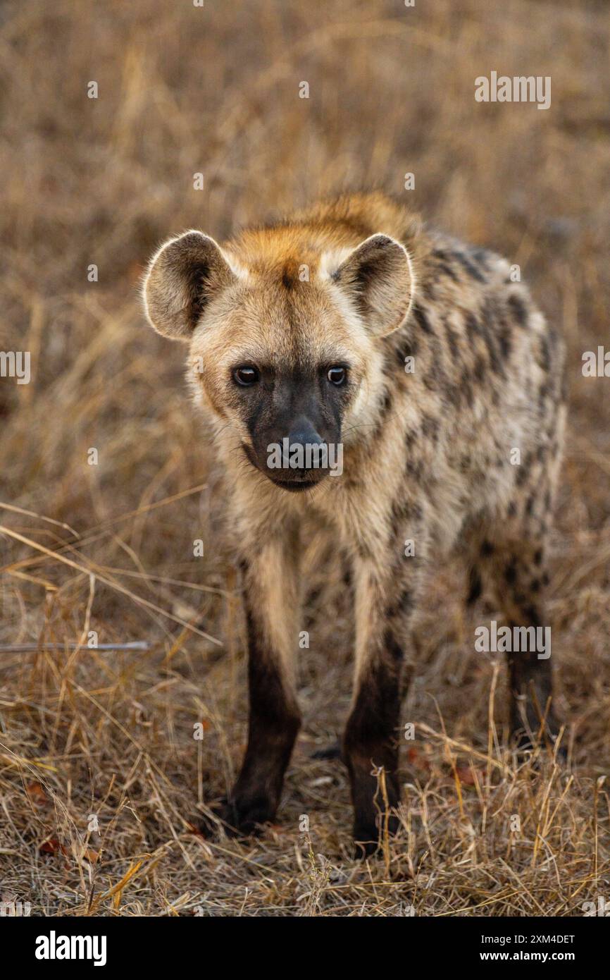 Photograph of a young spotted hyena (Crocuta crocuta) awaiting ...