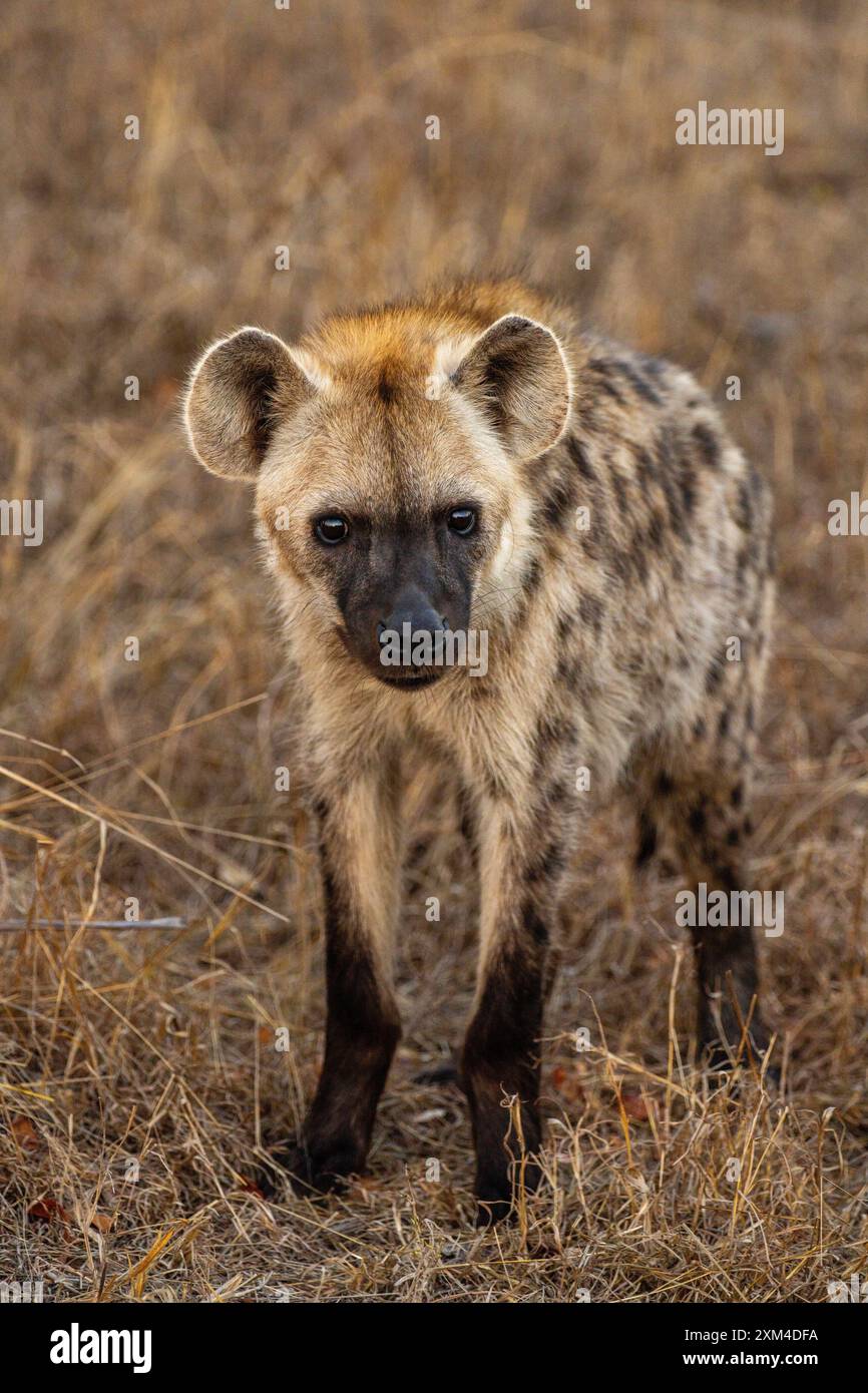 Photograph of a young spotted hyena (Crocuta crocuta) awaiting ...