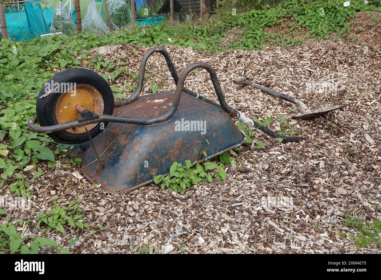 An old rusty upturned wheelbarrow and spade on a pile of wood chippings ...
