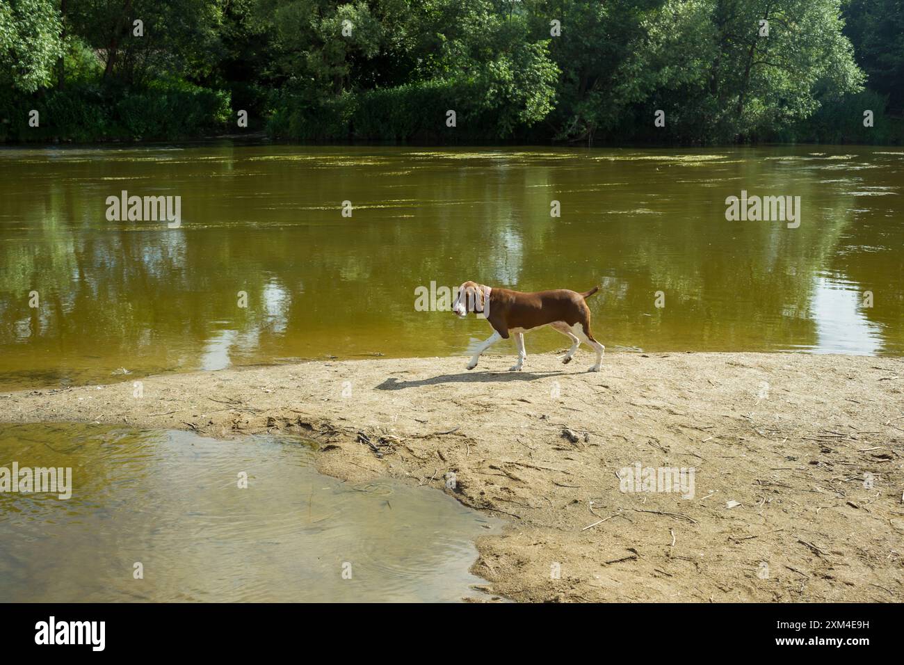 Pointer hunting dog at work Stock Photo - Alamy