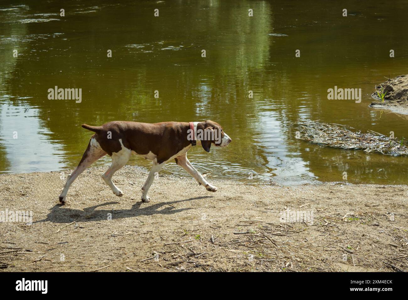 Pointer hunting dog at work Stock Photo - Alamy