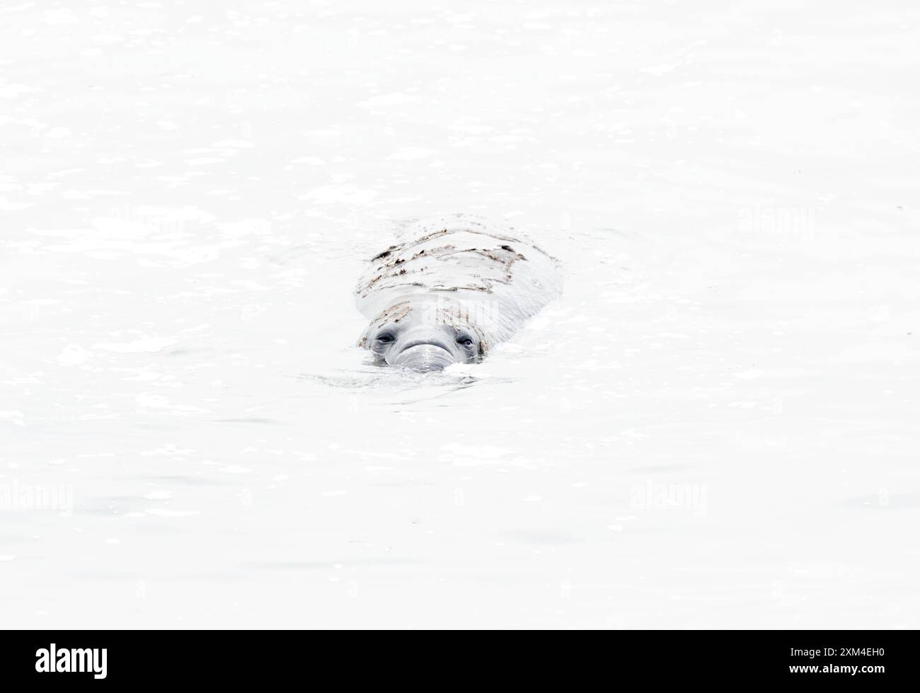 Elephant Seal Bull Molting Skin Breaking Surface Molting skin Stock ...