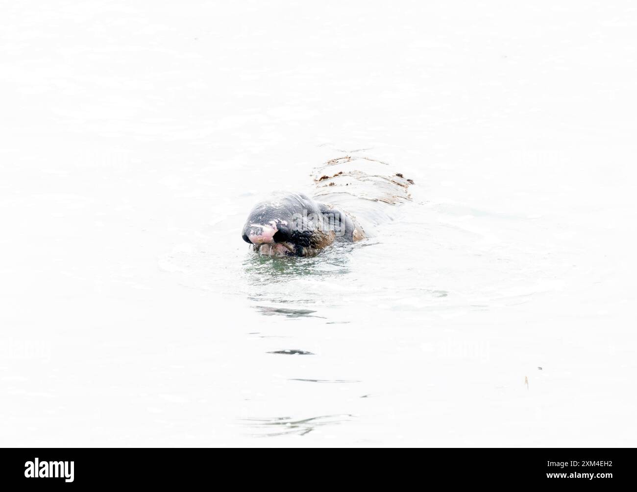 Elephant seal bull molting skin breaking surface molting skin hi-res ...