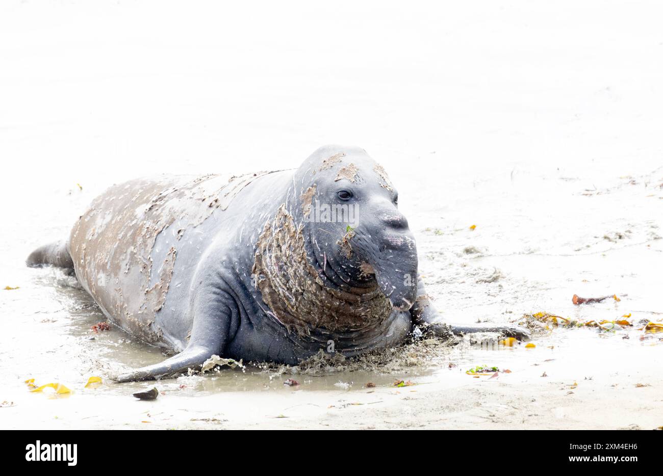 Elephant seal bull molting skin hi key hi-res stock photography and ...