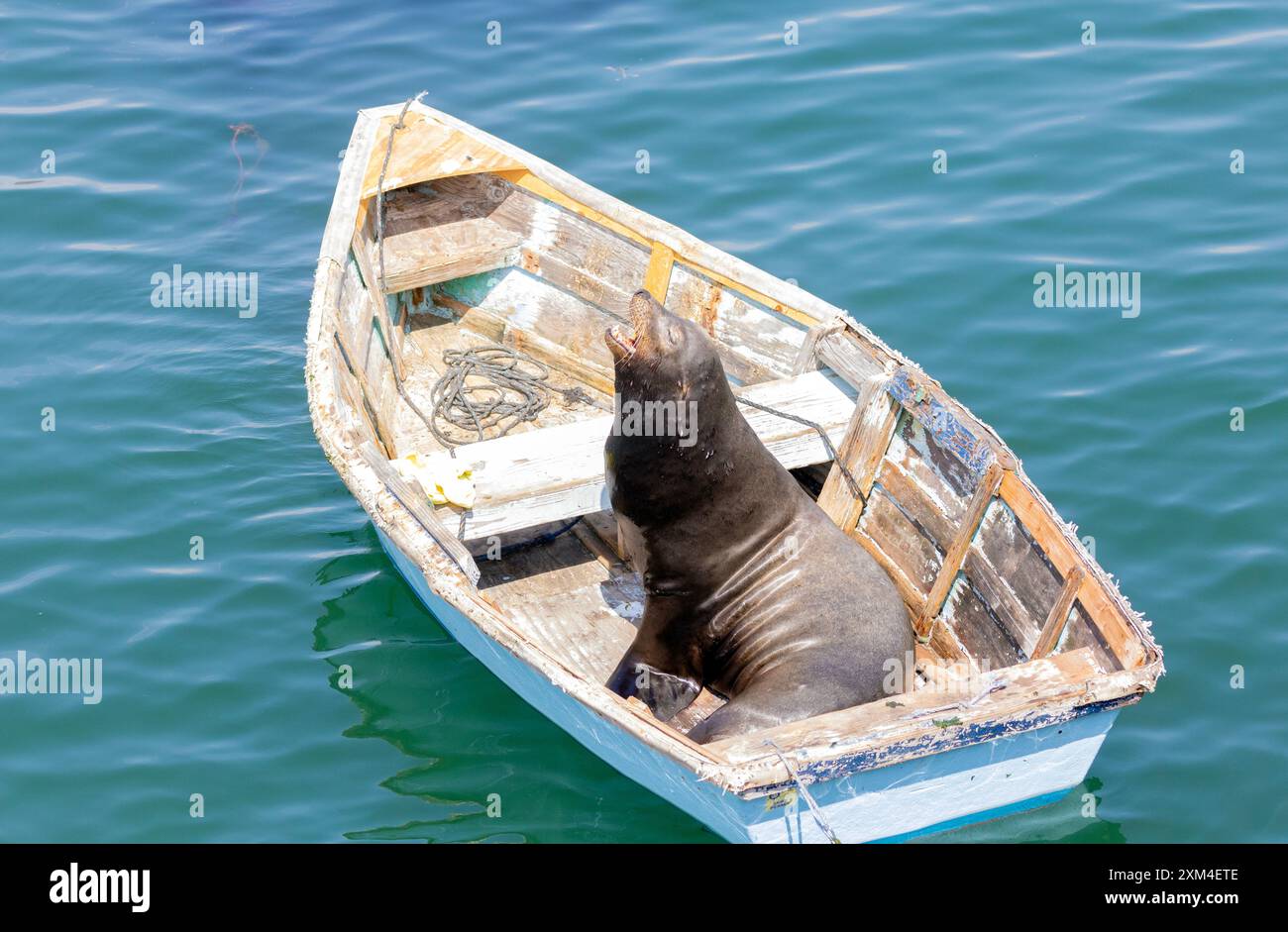 Bull california sea lion hi-res stock photography and images - Alamy