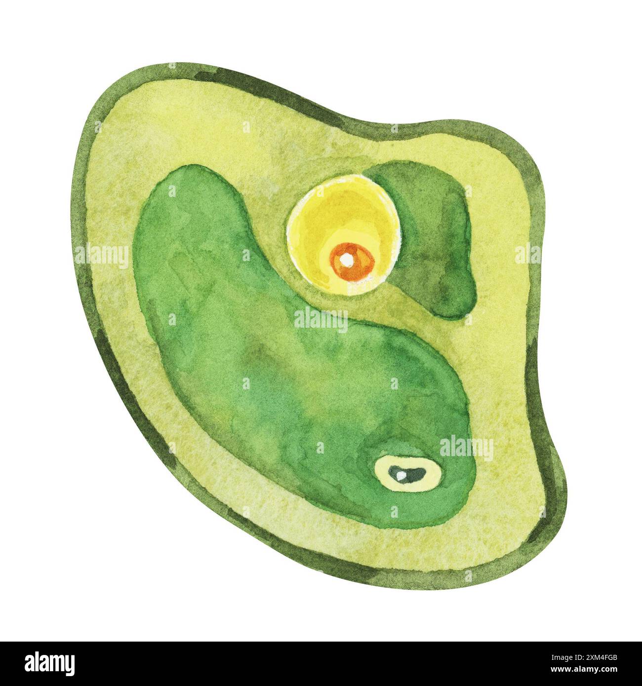 Chlorella illustration featuring a single green algae cell with ...
