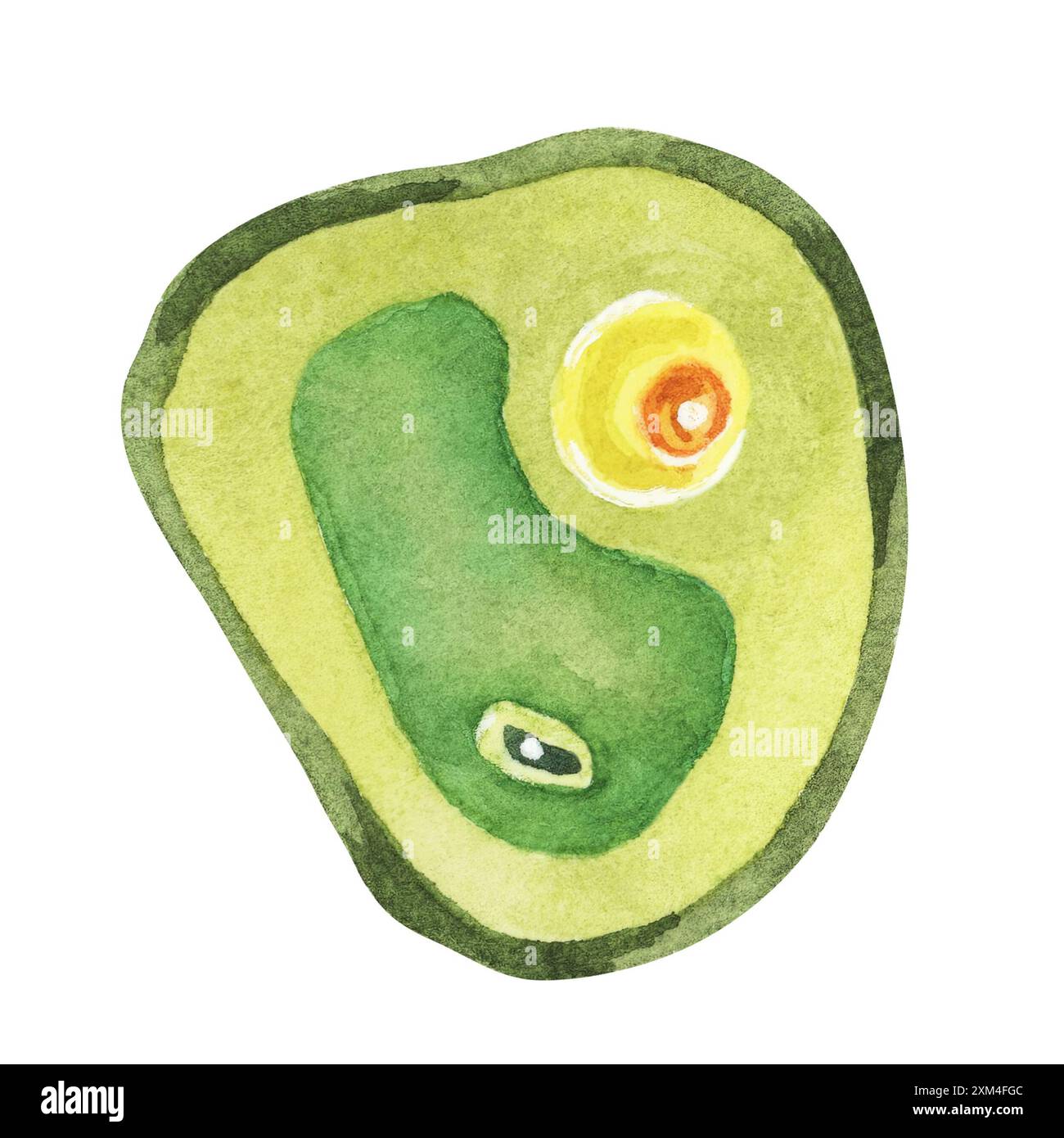 Microscopic algae plant cell hi-res stock photography and images - Alamy
