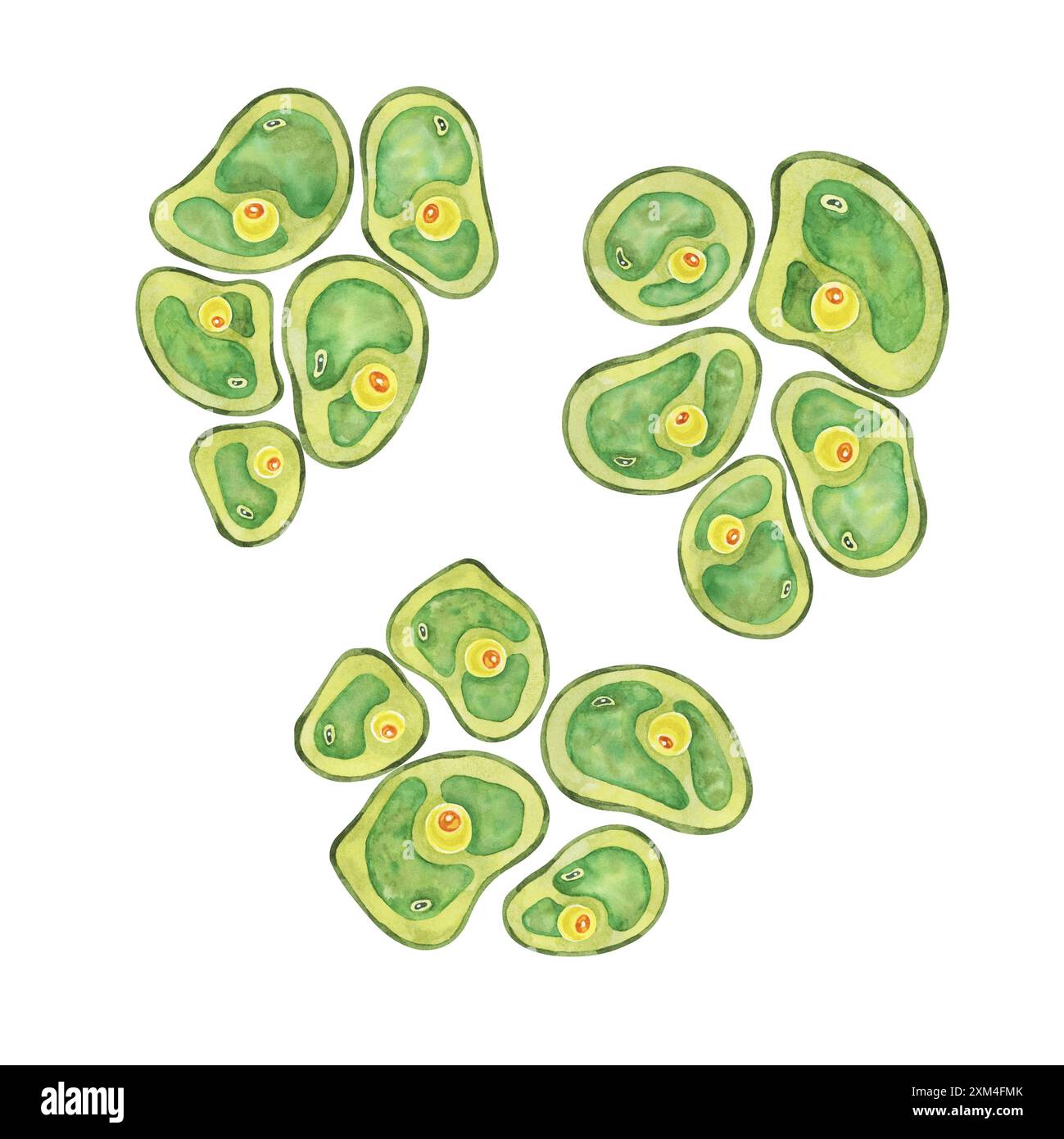 Chlorella watercolor representation showing a collection of green algae ...