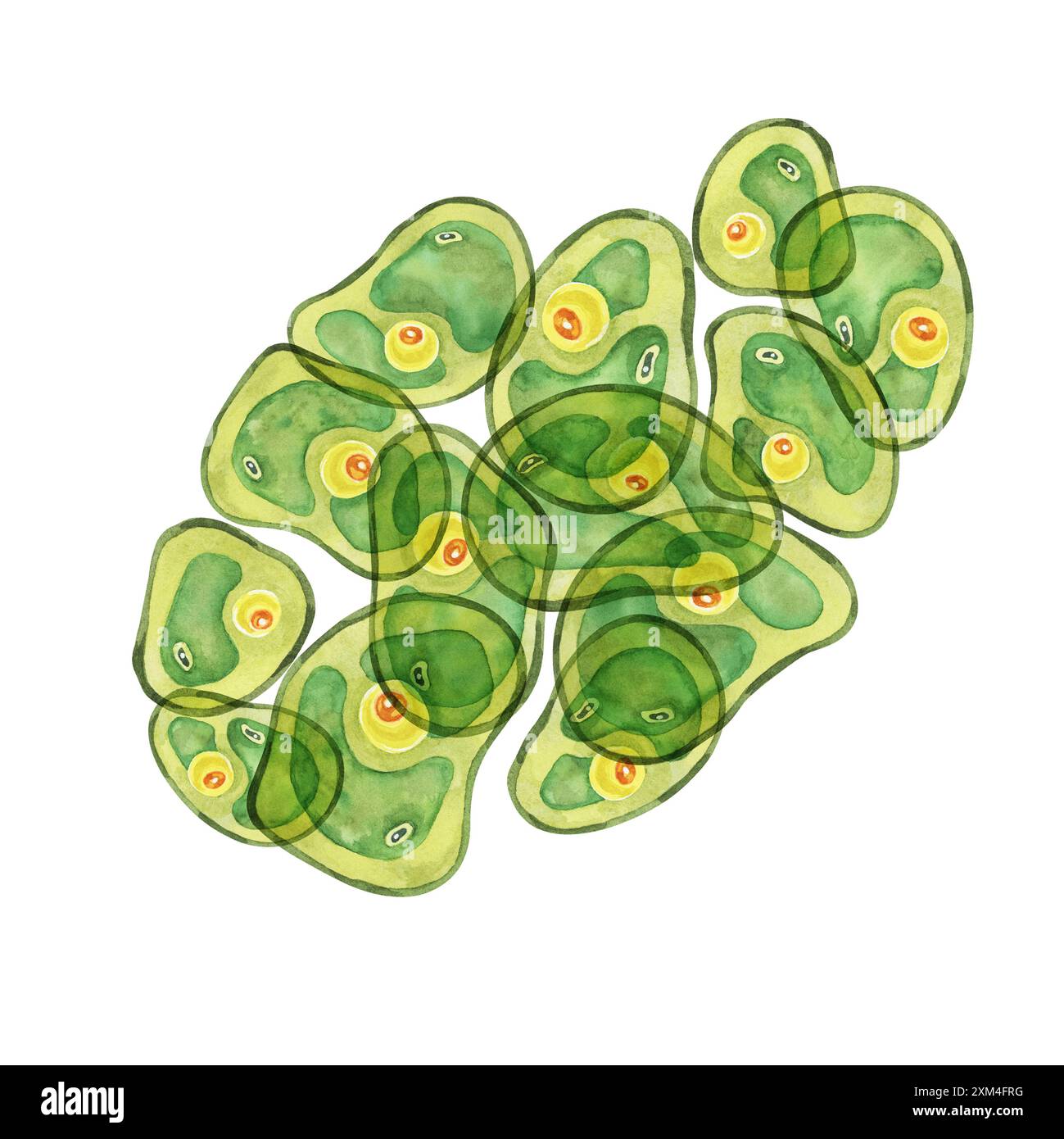 Microalgae cell hi-res stock photography and images - Alamy