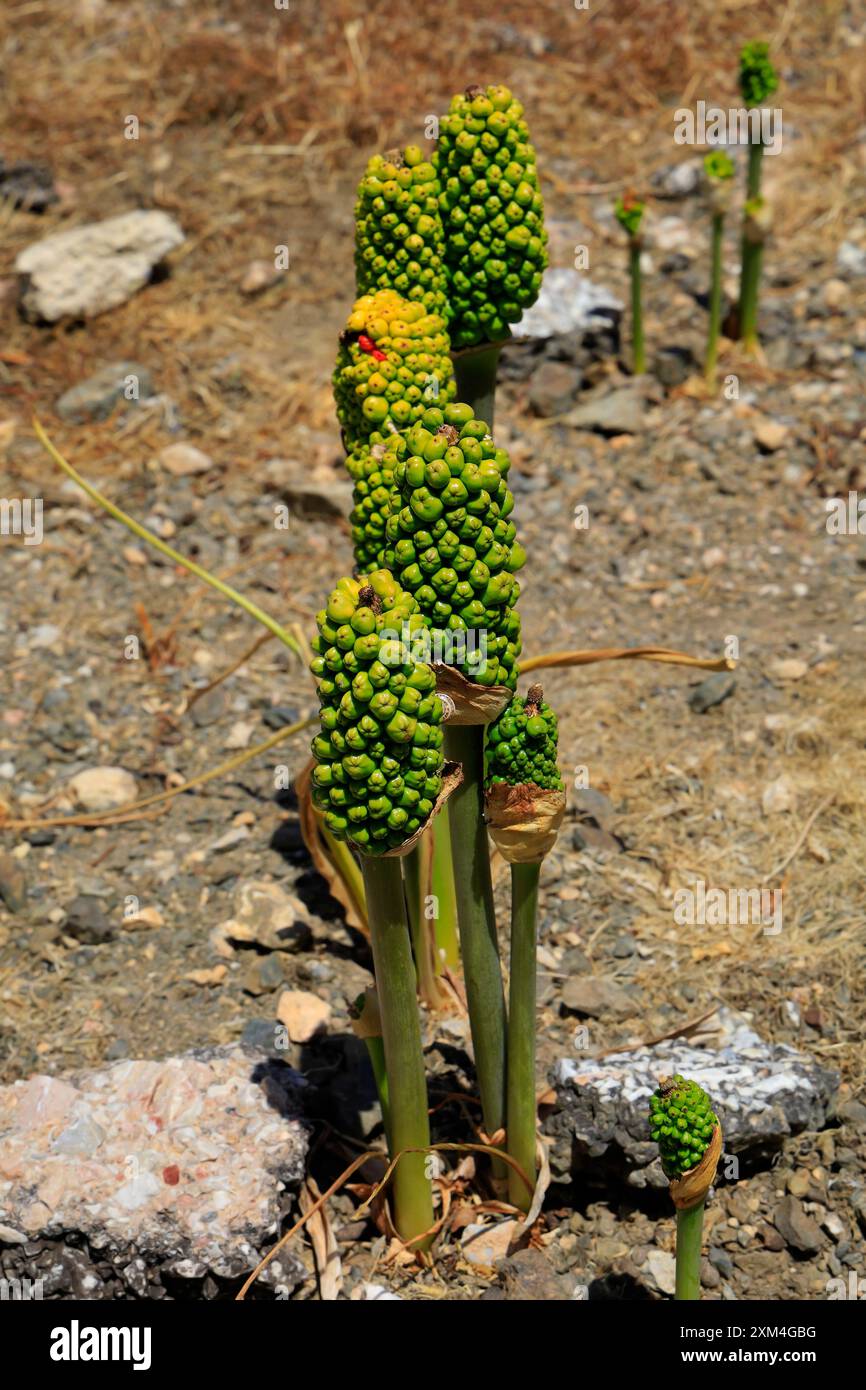 Seed / fruit head of Dracunculus vulgaris, Dragon lily, Dragon arum ...