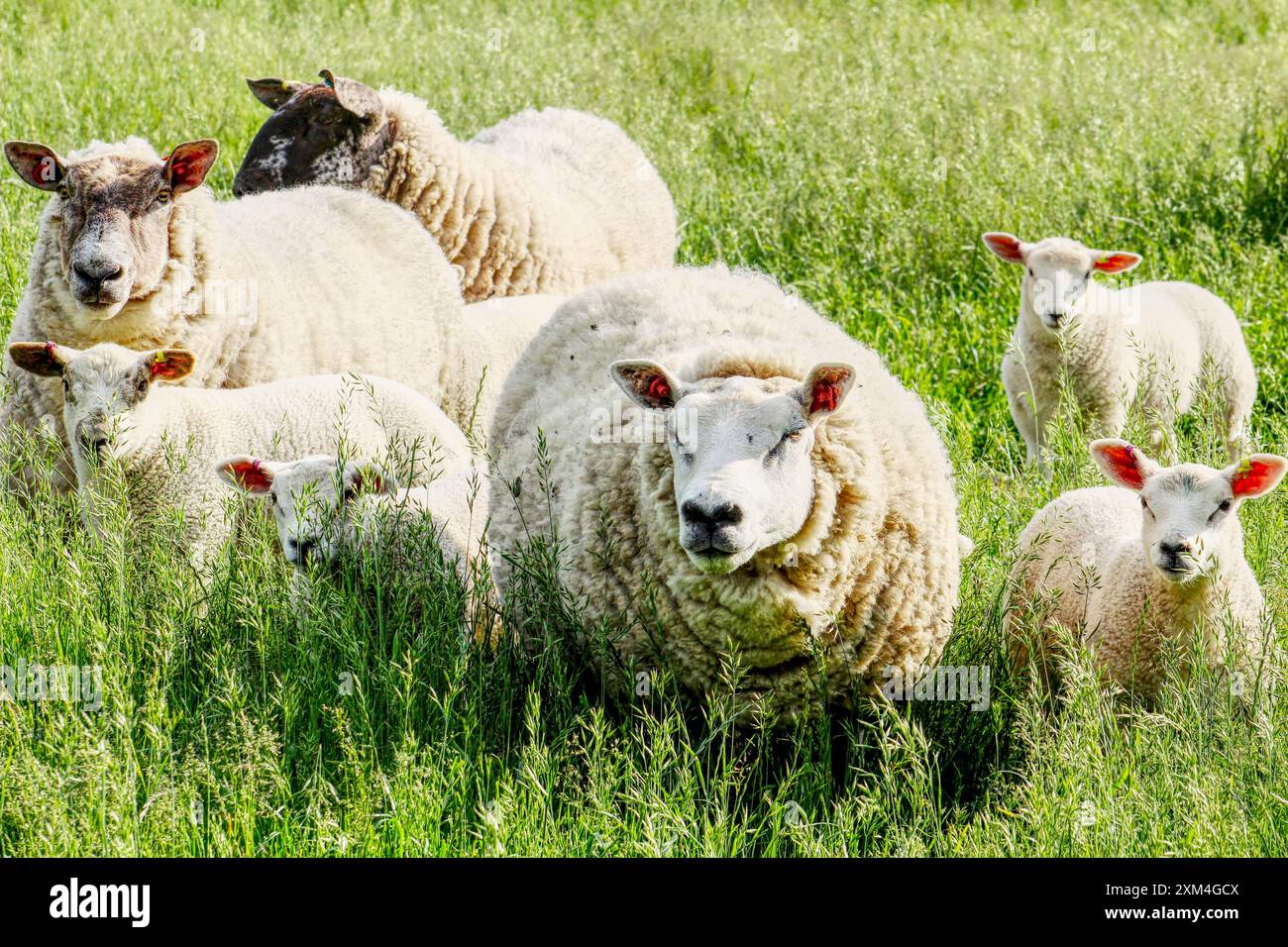 Sheep wool agriculture farm barnyard fleece hi-res stock photography ...