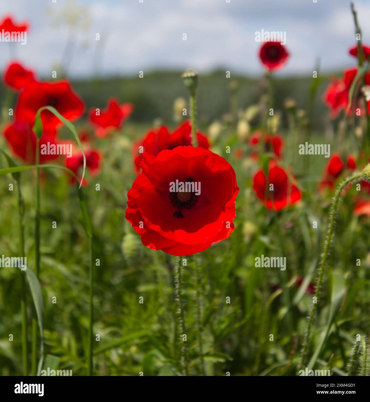 Poppies in a field against a blue sky on a summers evening in North ...