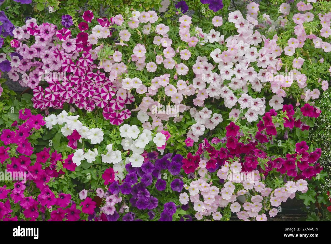Mix petunia hi-res stock photography and images - Alamy