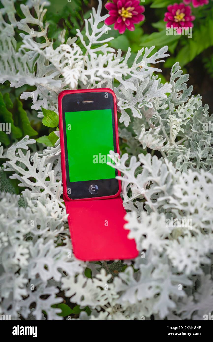 Red Smartphone With Green Screen In Flowers. Chroma key display close ...