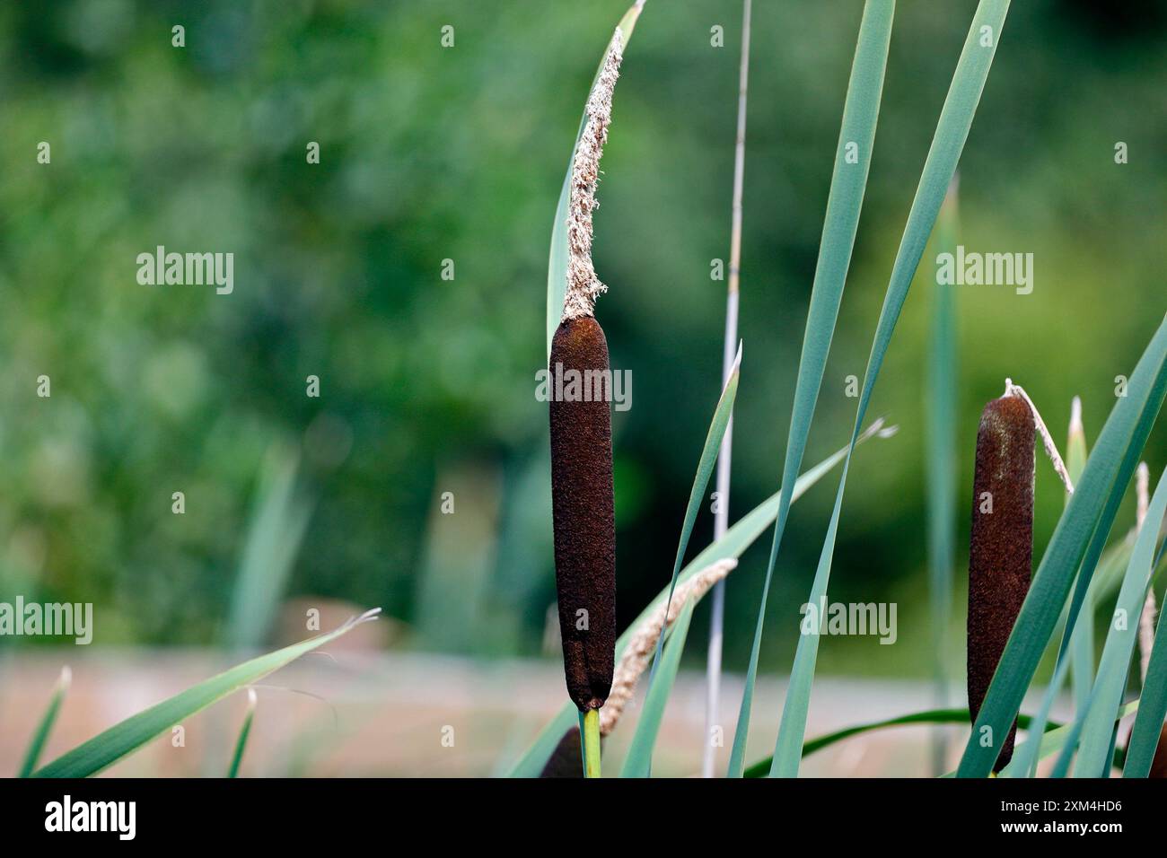 Reed Mace, Cosmeston Lakes and Country Park, Penarth, Cardiff, South ...